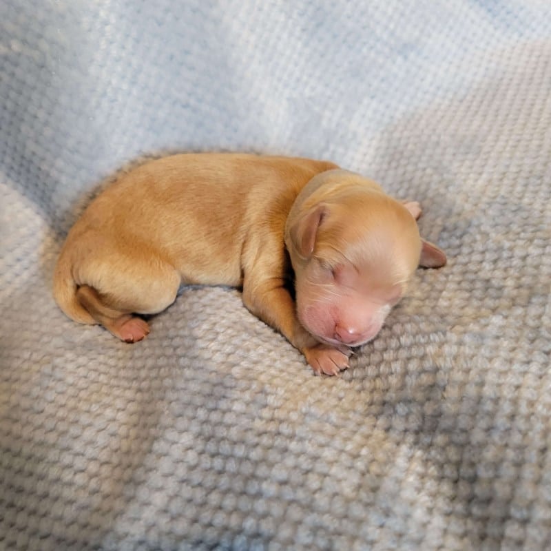Cockapoo Puppies For Sale | Dog Breeder | My Cockapoo