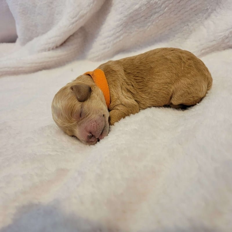 Cockapoo Puppies For Sale | Dog Breeder | My Cockapoo