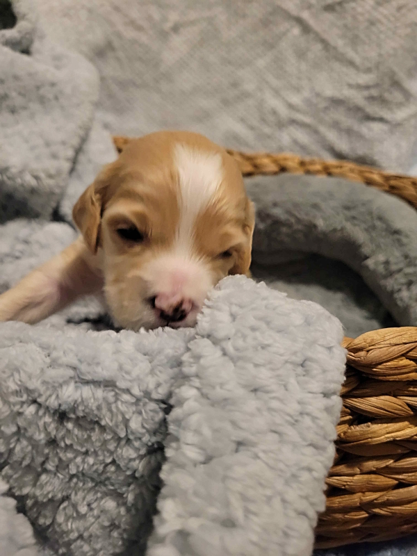 Cockapoo Puppies For Sale | Dog Breeder | My Cockapoo