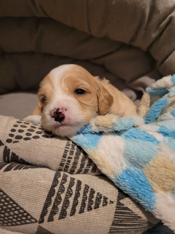 Cockapoo Puppies For Sale | Dog Breeder | My Cockapoo