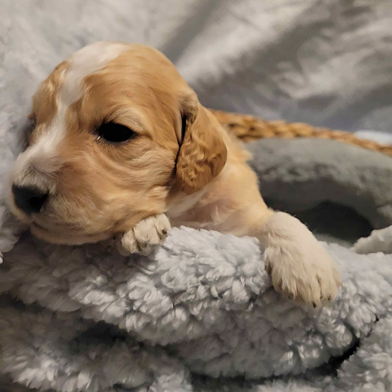 Cockapoo Puppies For Sale | Dog Breeder | My Cockapoo